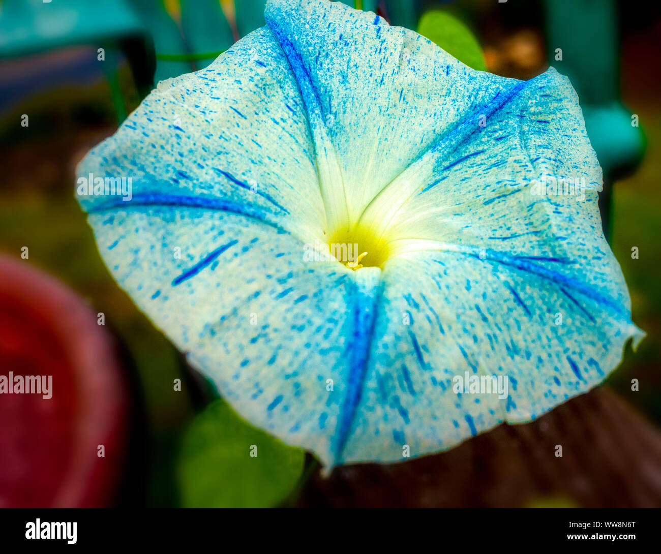Blue top hi-res stock photography and images - Alamy