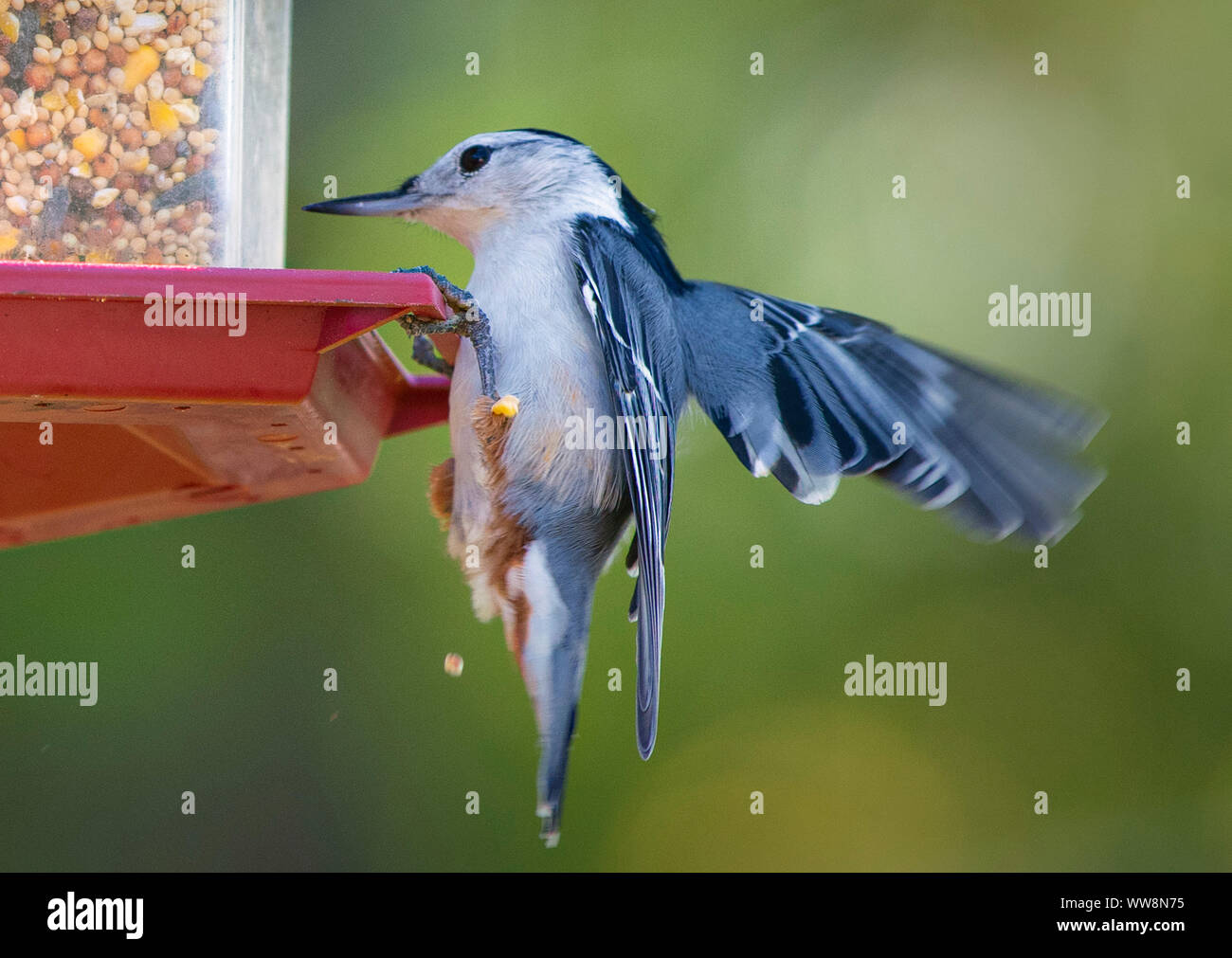 Wings flapping hi-res stock photography and images - Alamy
