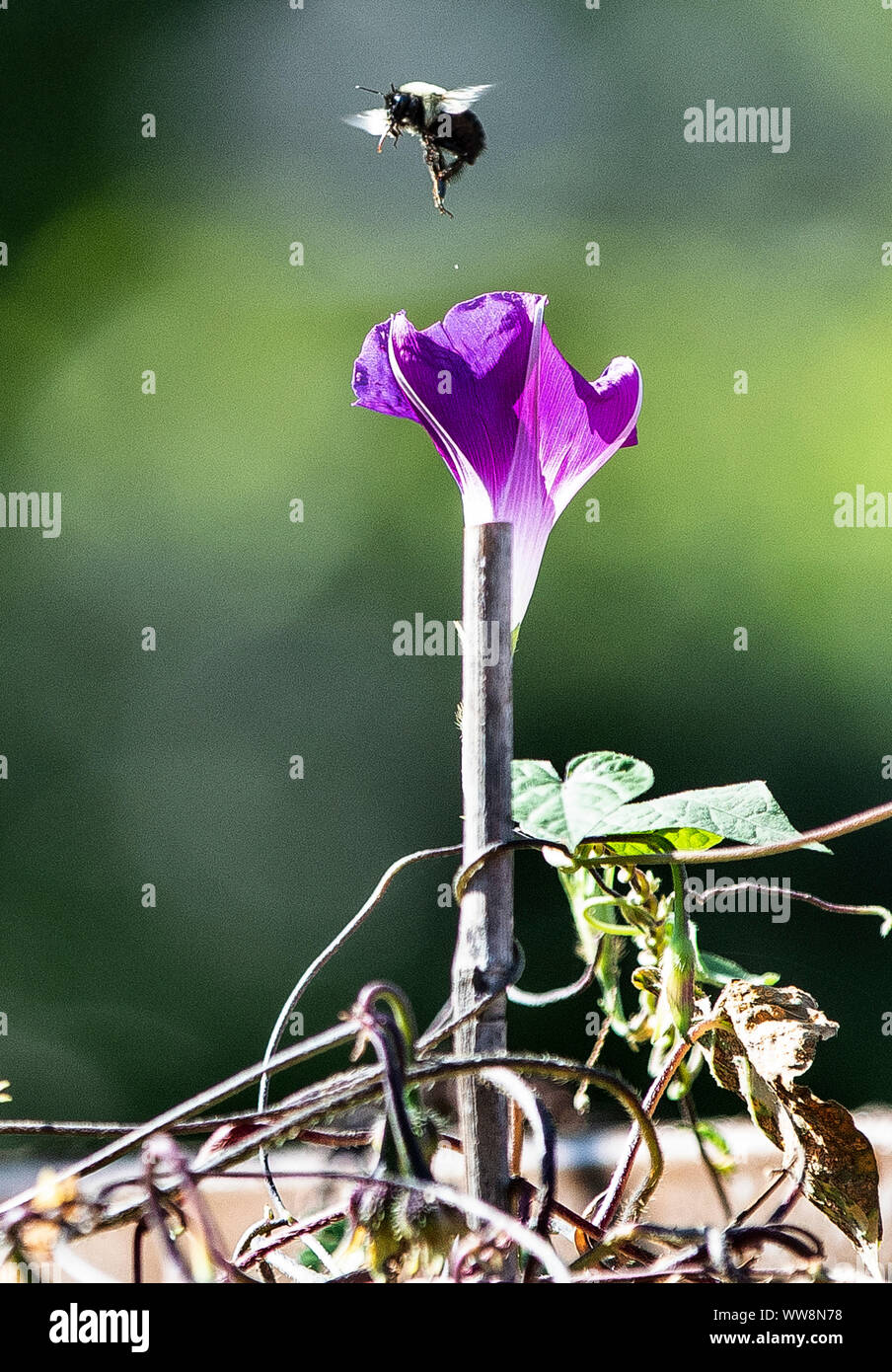 Flora flying insect hi-res stock photography and images - Alamy
