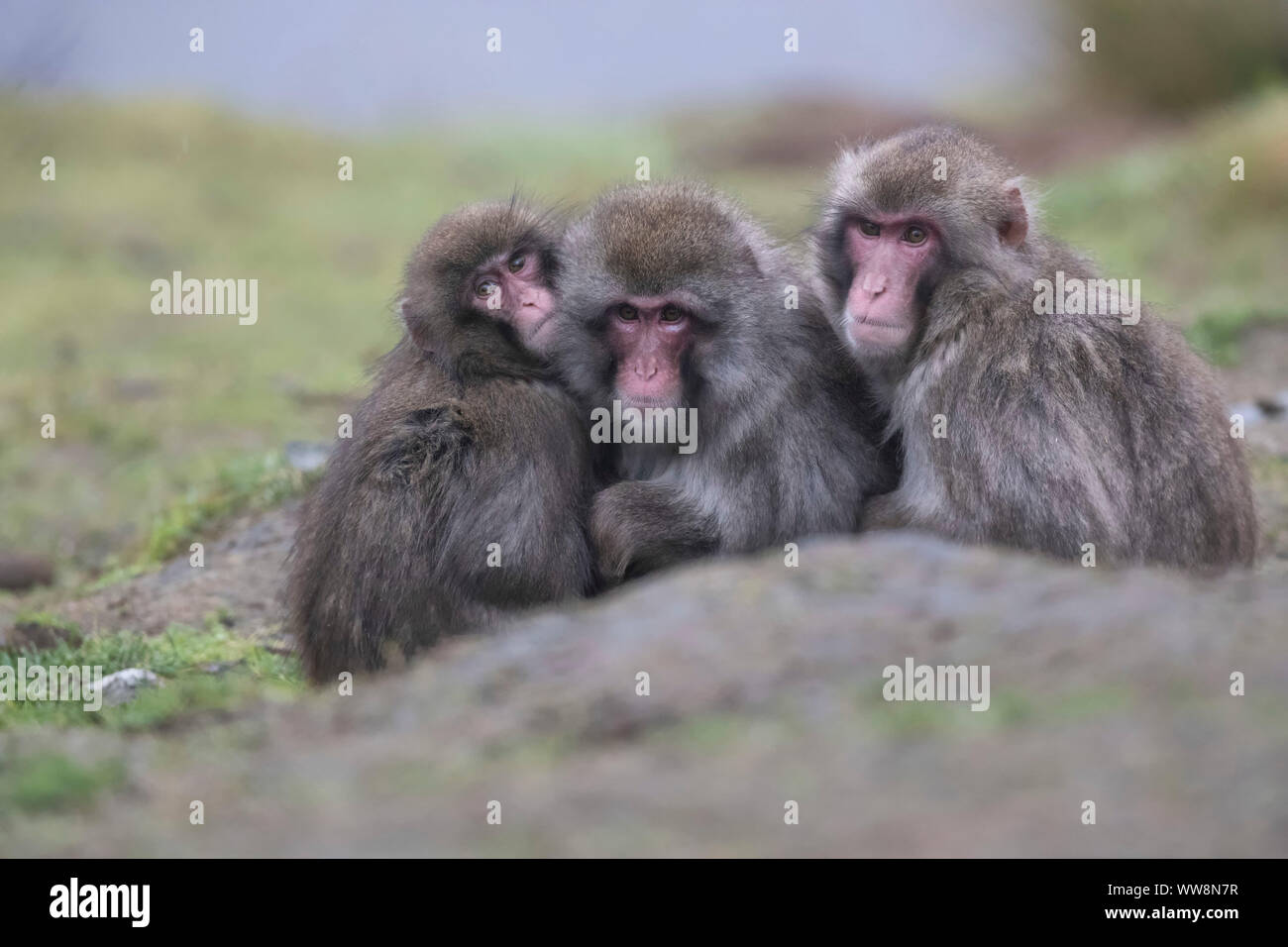 Snow monkeys with cute baby Stock Photo - Alamy