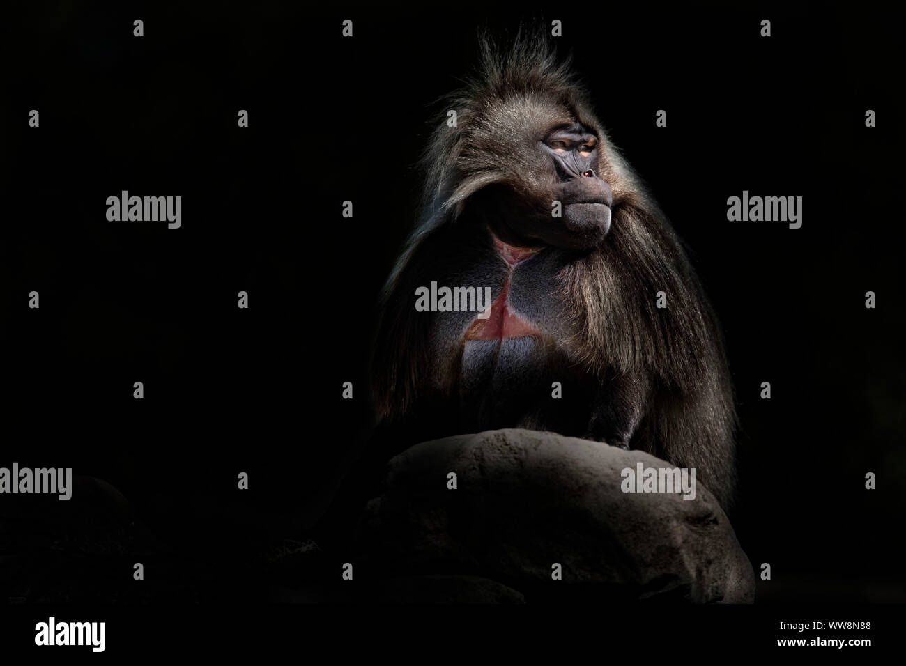 Gelada on Black isolated Stock Photo - Alamy