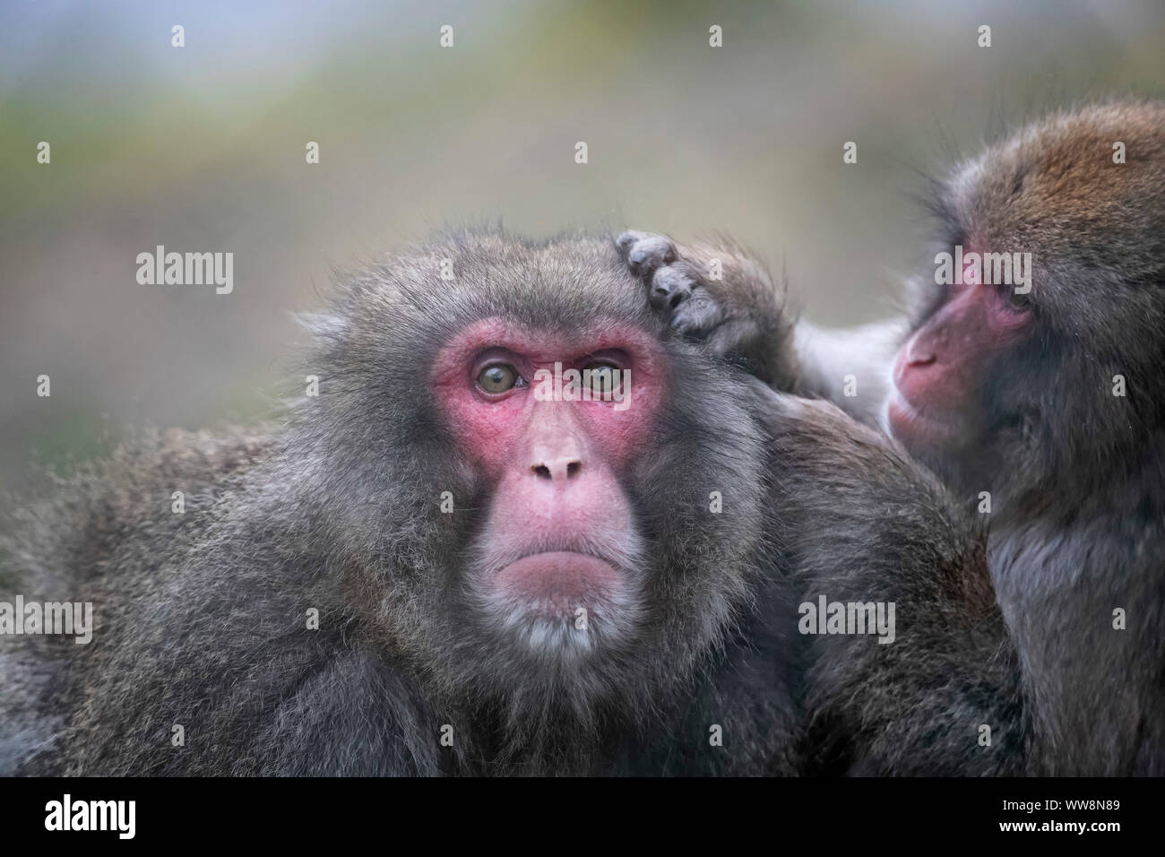 Scotland monkey hi-res stock photography and images - Alamy