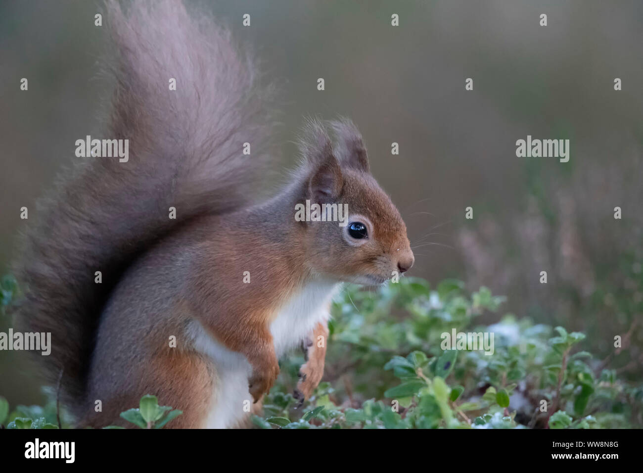 Cute red squirrel from Scotland Stock Photo - Alamy