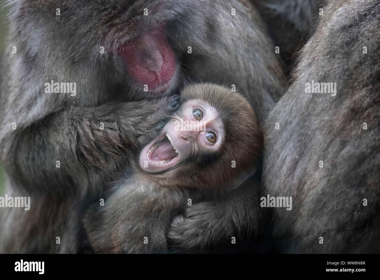Snow monkey with cute baby Stock Photo - Alamy