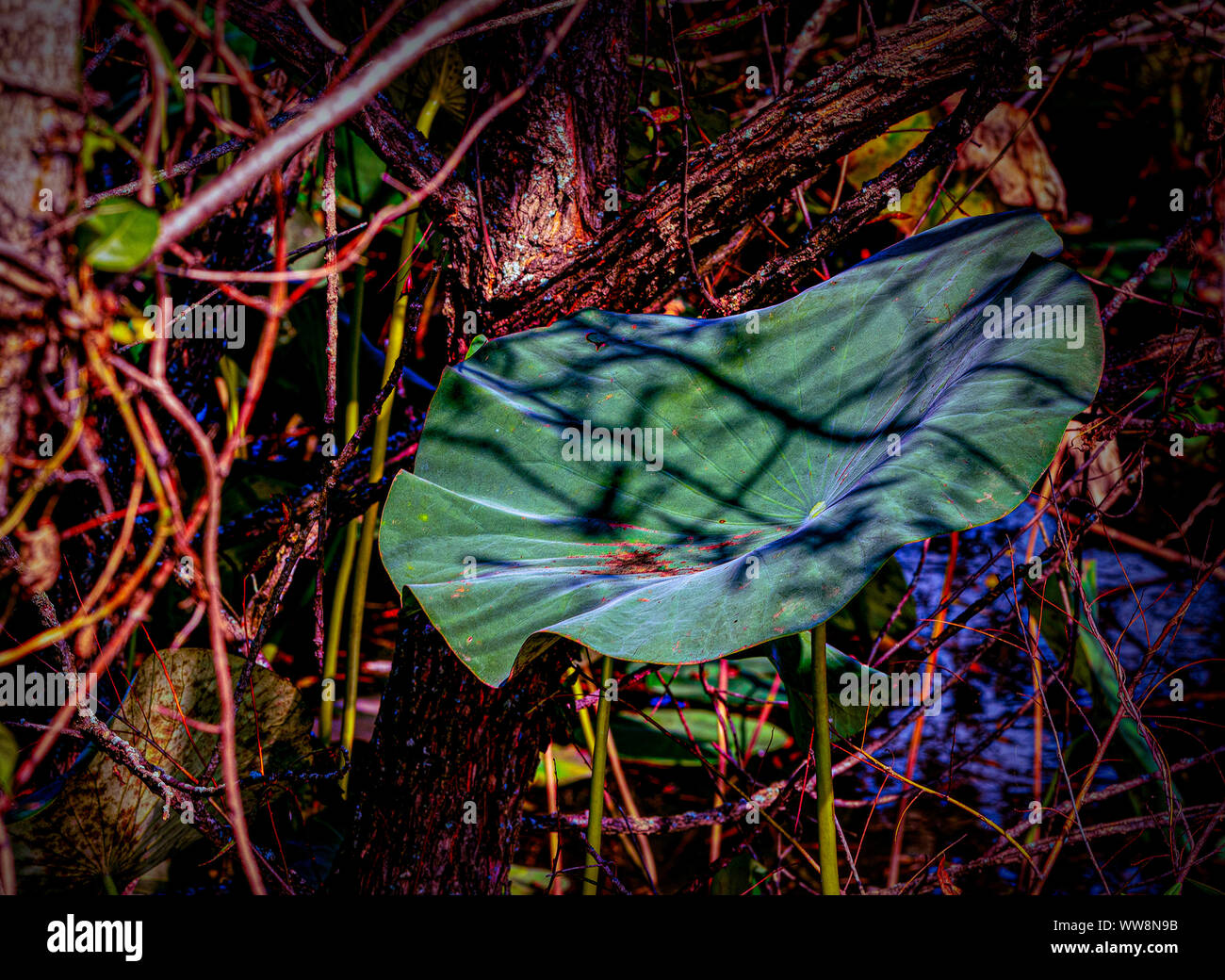 Mottled shade hi-res stock photography and images - Alamy