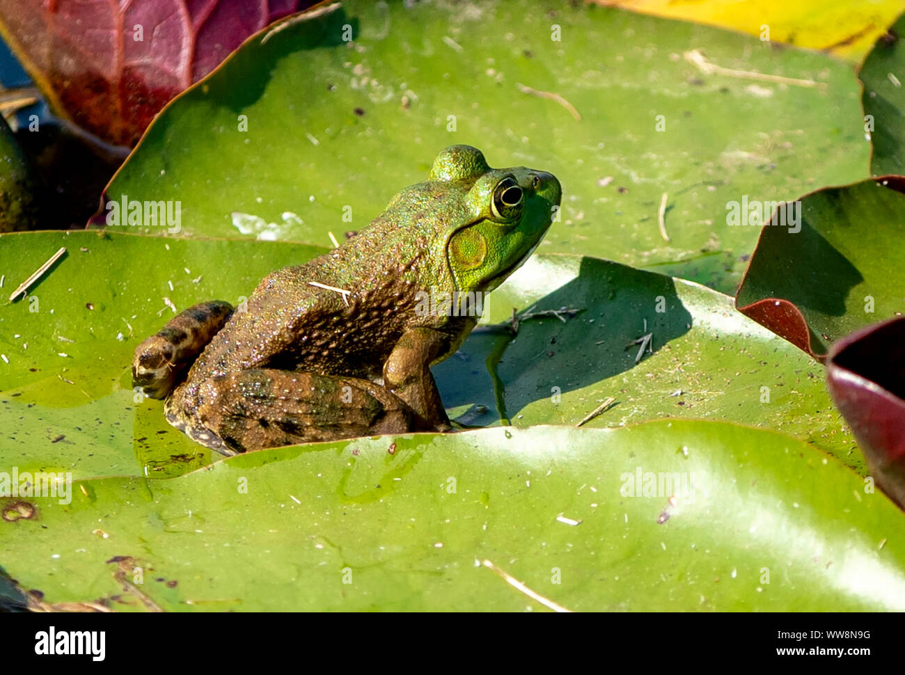 Lily hopper hi-res stock photography and images - Alamy