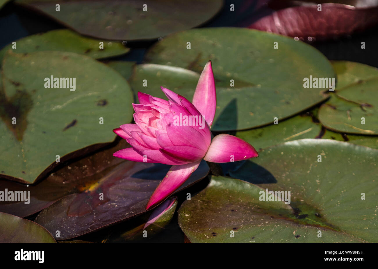 On the pad Stock Photo - Alamy