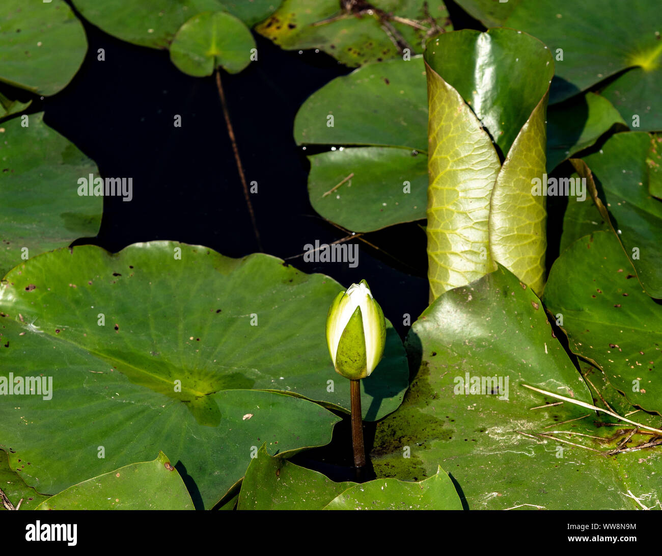 Water life hi-res stock photography and images - Alamy