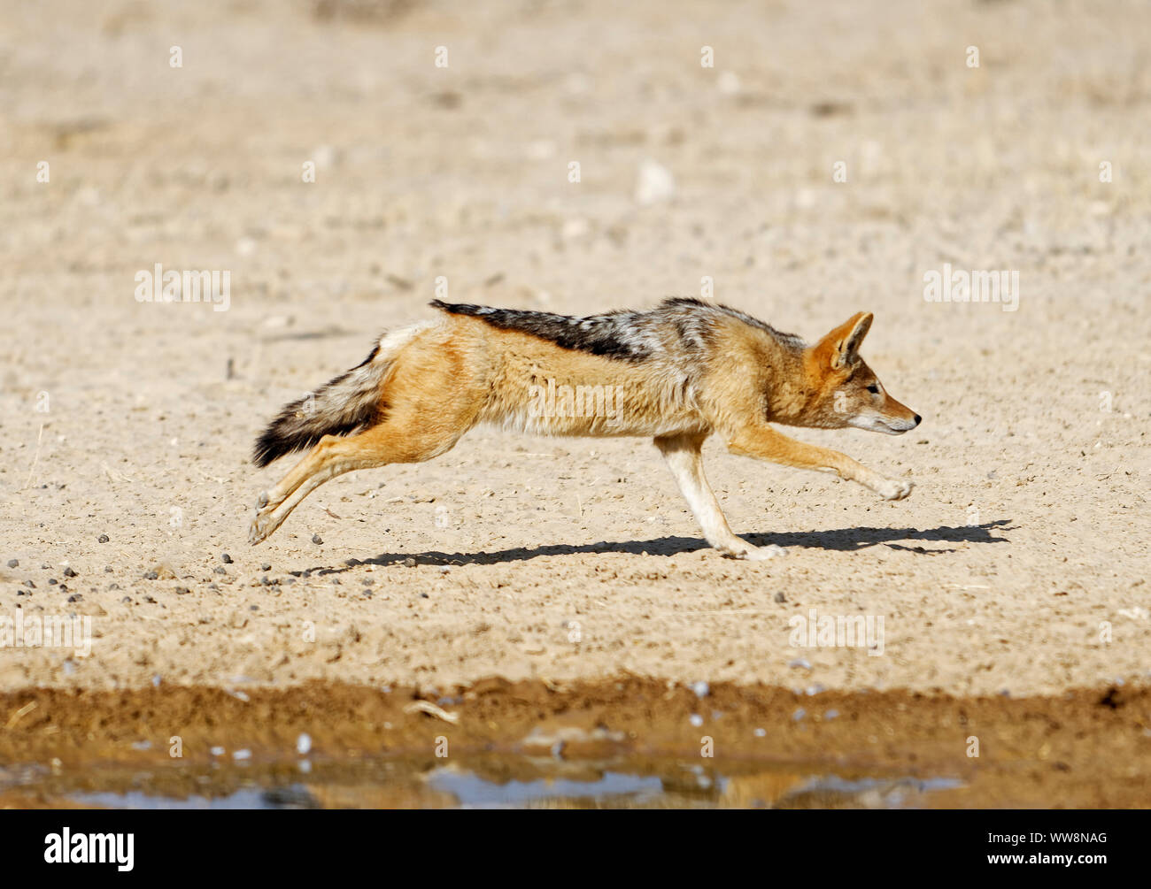 Black Backed Jackal