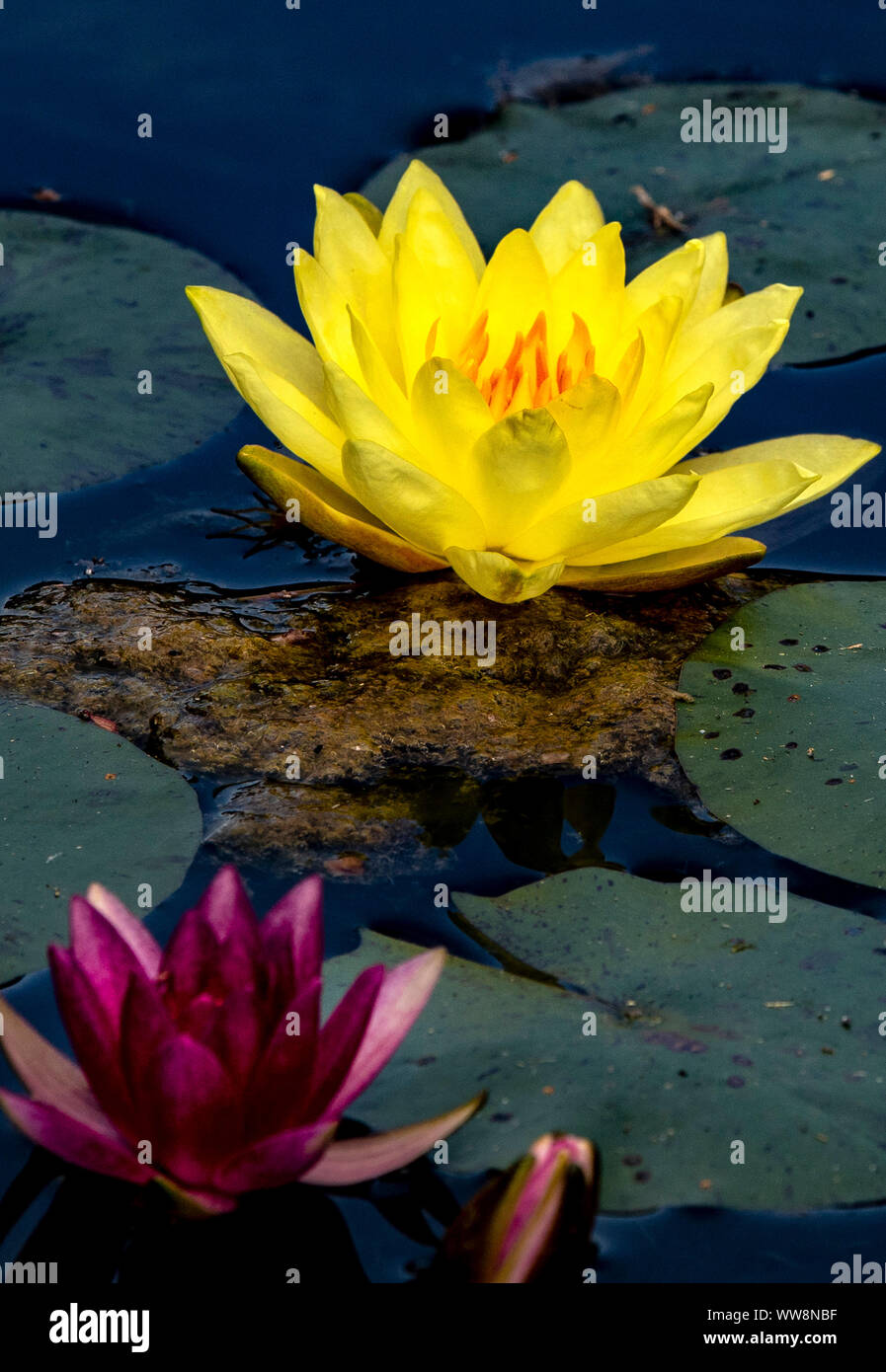 Living in water Stock Photo - Alamy