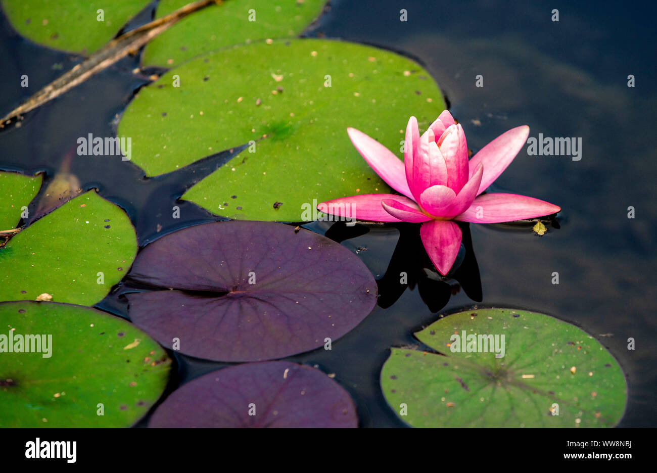 Floating lily hi-res stock photography and images - Alamy