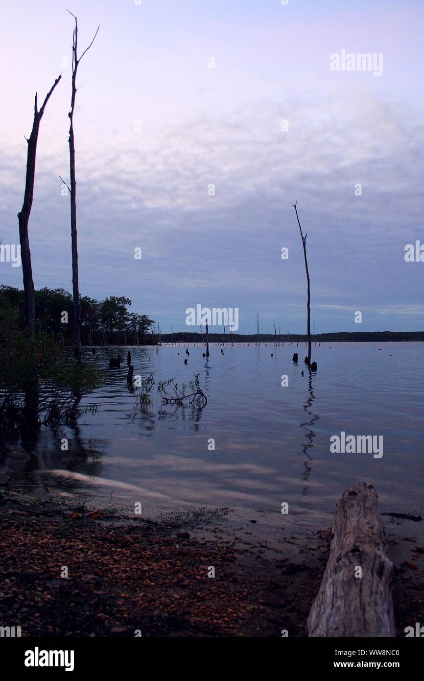 Dead Trees in Reservoir Water Blue Sky Stock Photo - Alamy