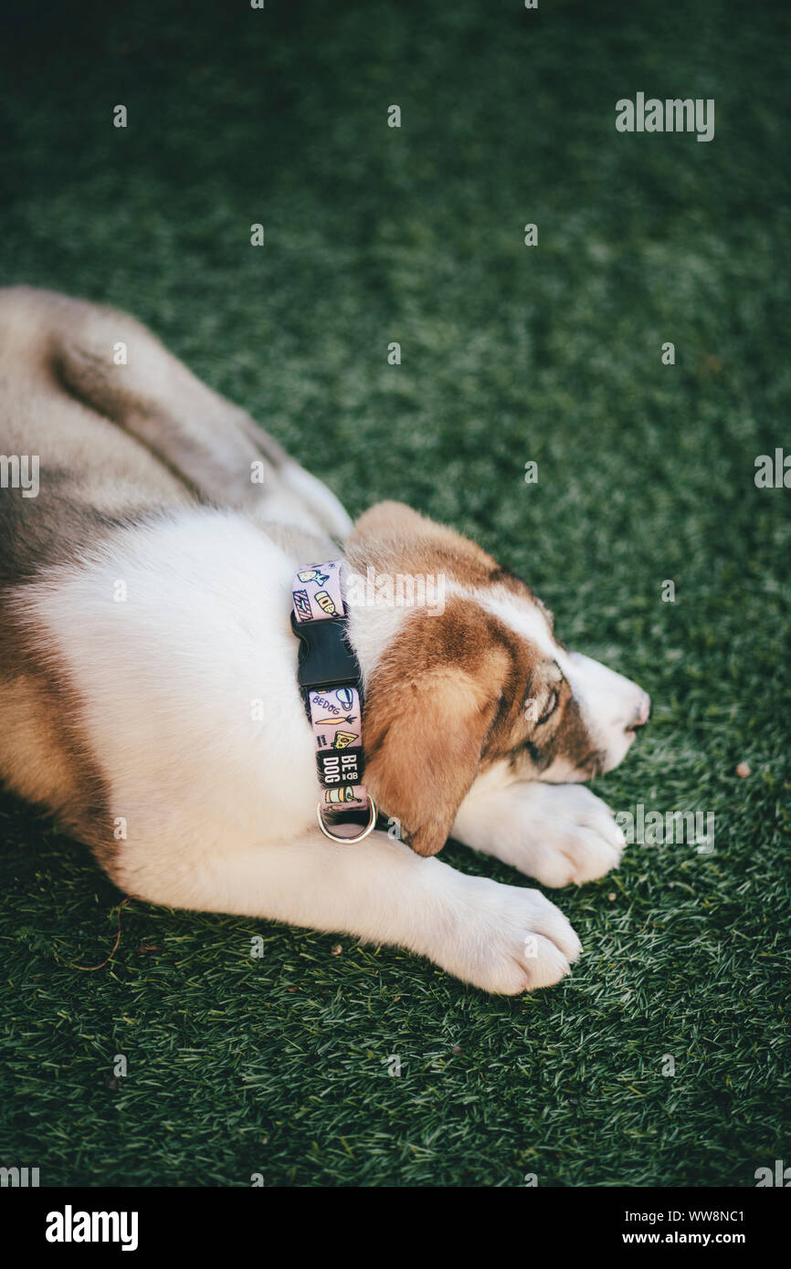 Puppy with a yellow collar resting in to the grass hi-res stock ...