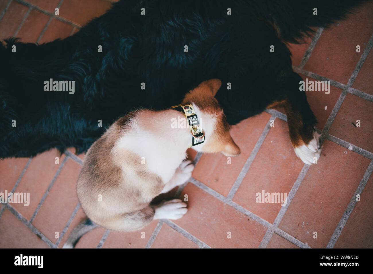 Adult dog hi-res stock photography and images - Alamy