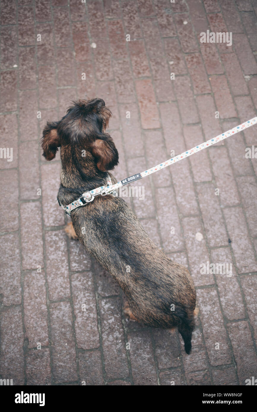Red Tank Top Girl Walking Dogs