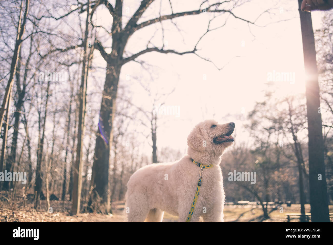 White labradoodle dog hi-res stock photography and images - Alamy