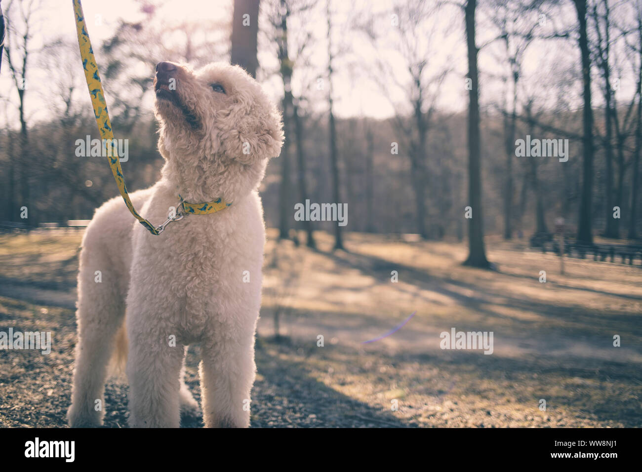 Labradoodle white dog looking to his owner in the park hi-res stock ...