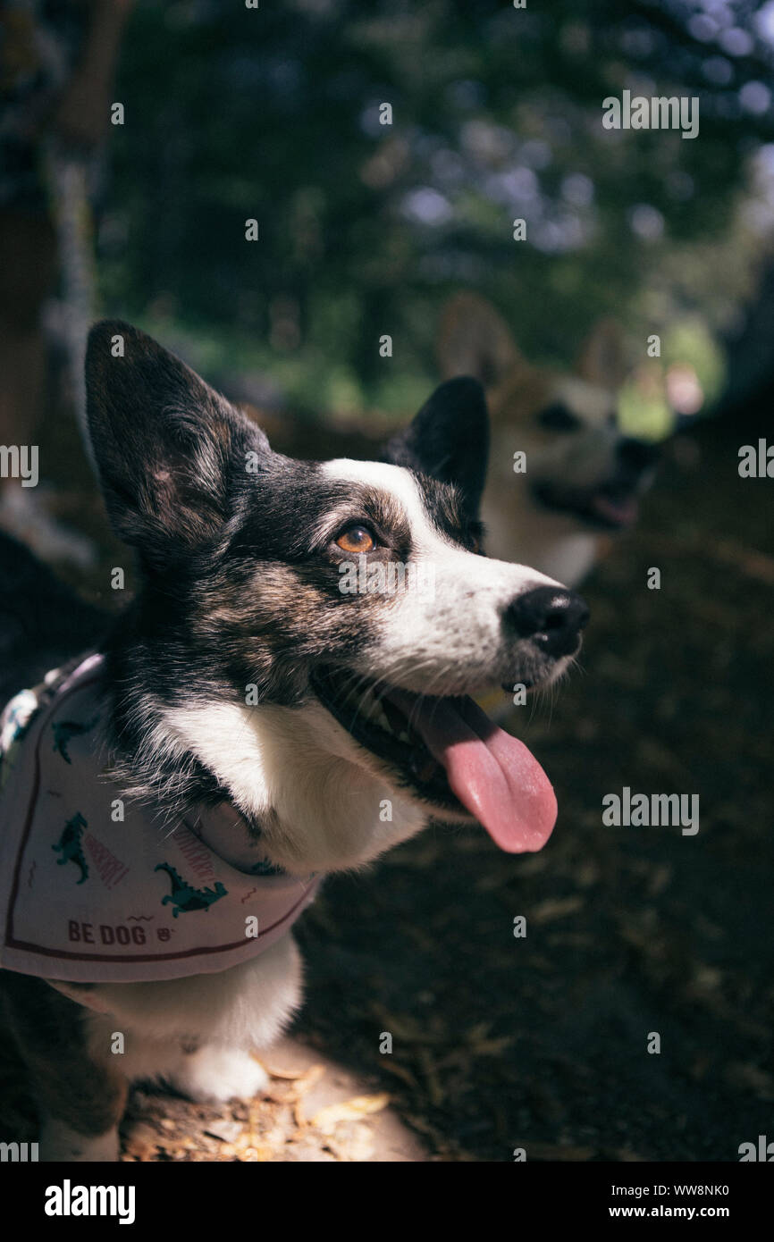 Corgi dog hi-res stock photography and images - Alamy