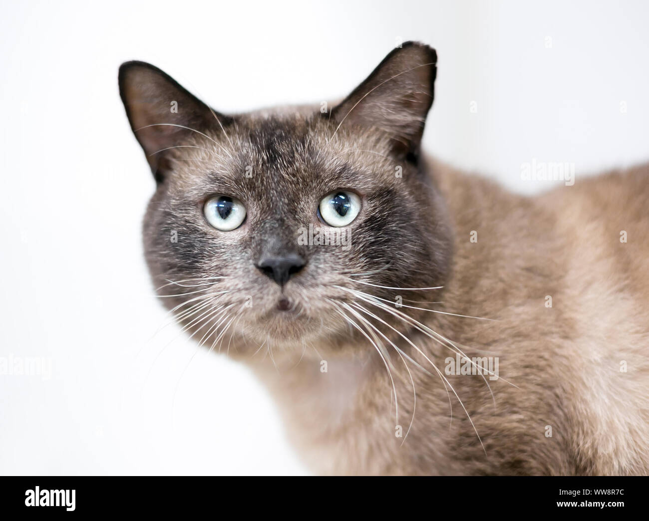 Feral cat ear tip hi-res stock photography and images - Alamy