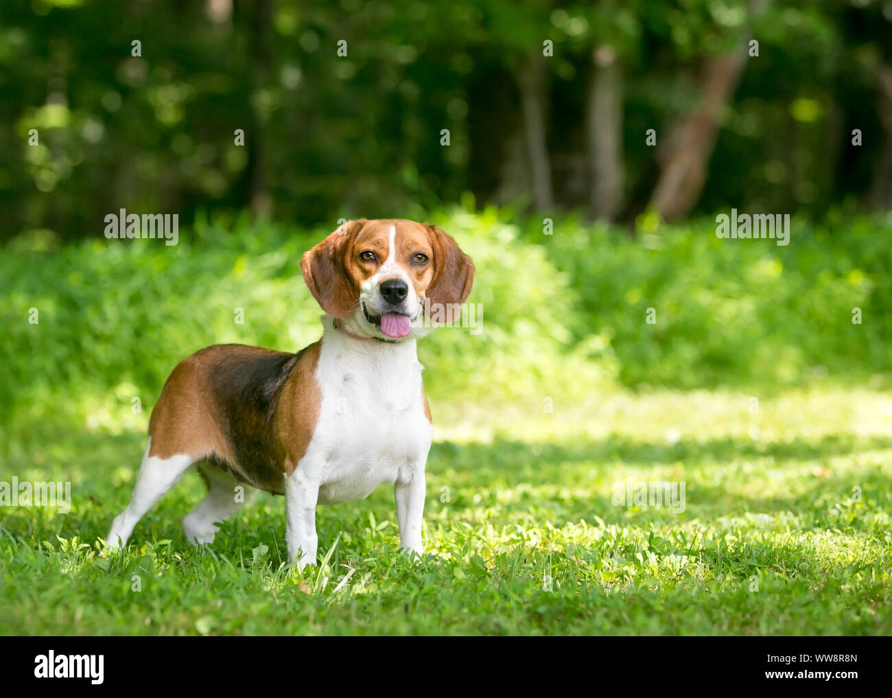 Beagle standing hi-res stock photography and images - Alamy