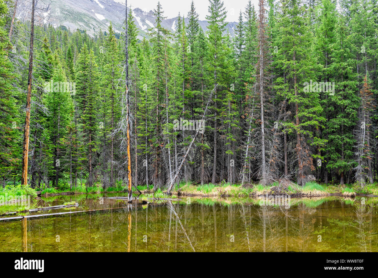 Small lake pond on Conundrum Creek Trail in Aspen, Colorado in 2019 ...