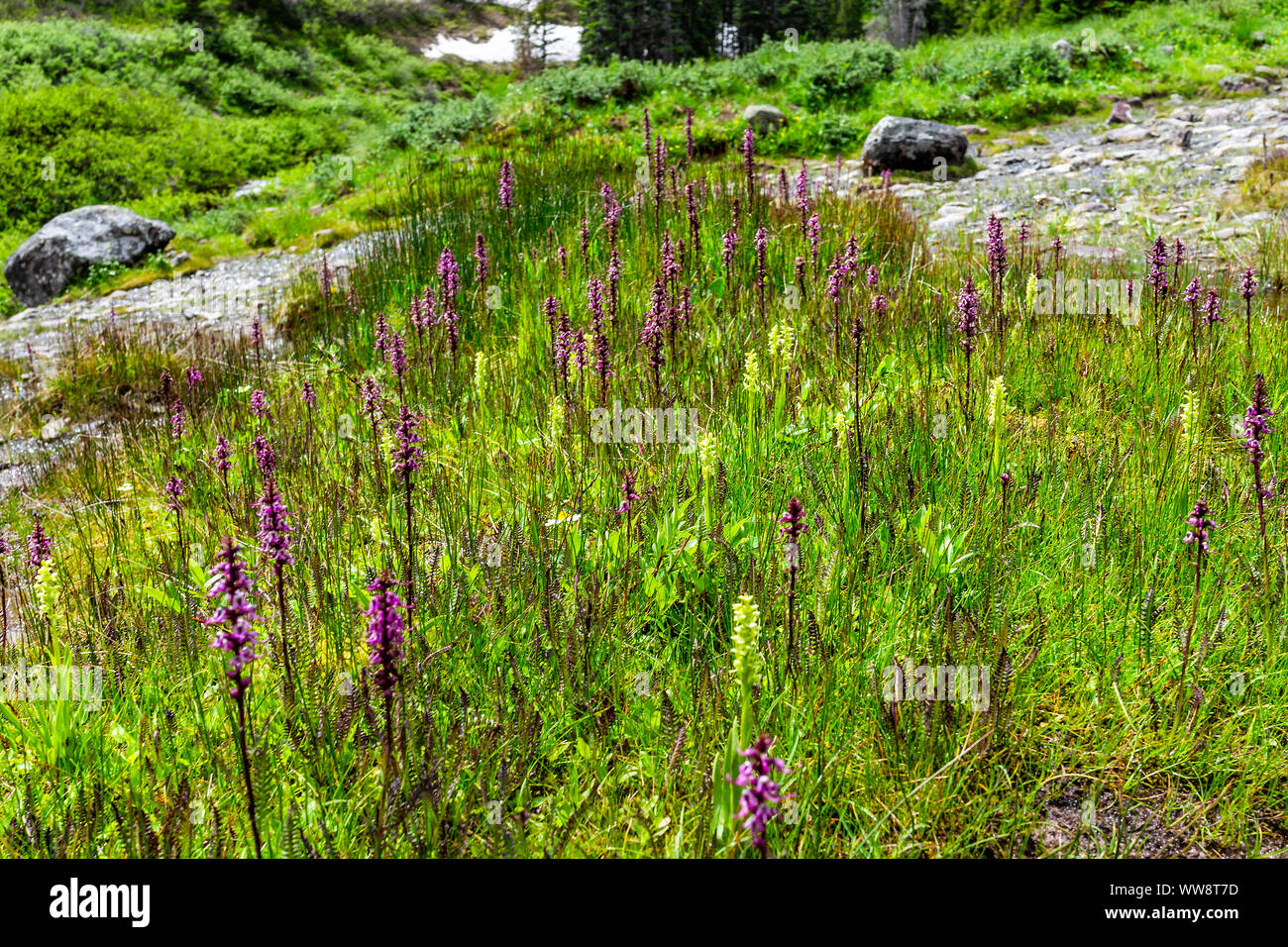 Many Elephant Flowers, Pedicularis groenlandica, growing on Conundrum ...