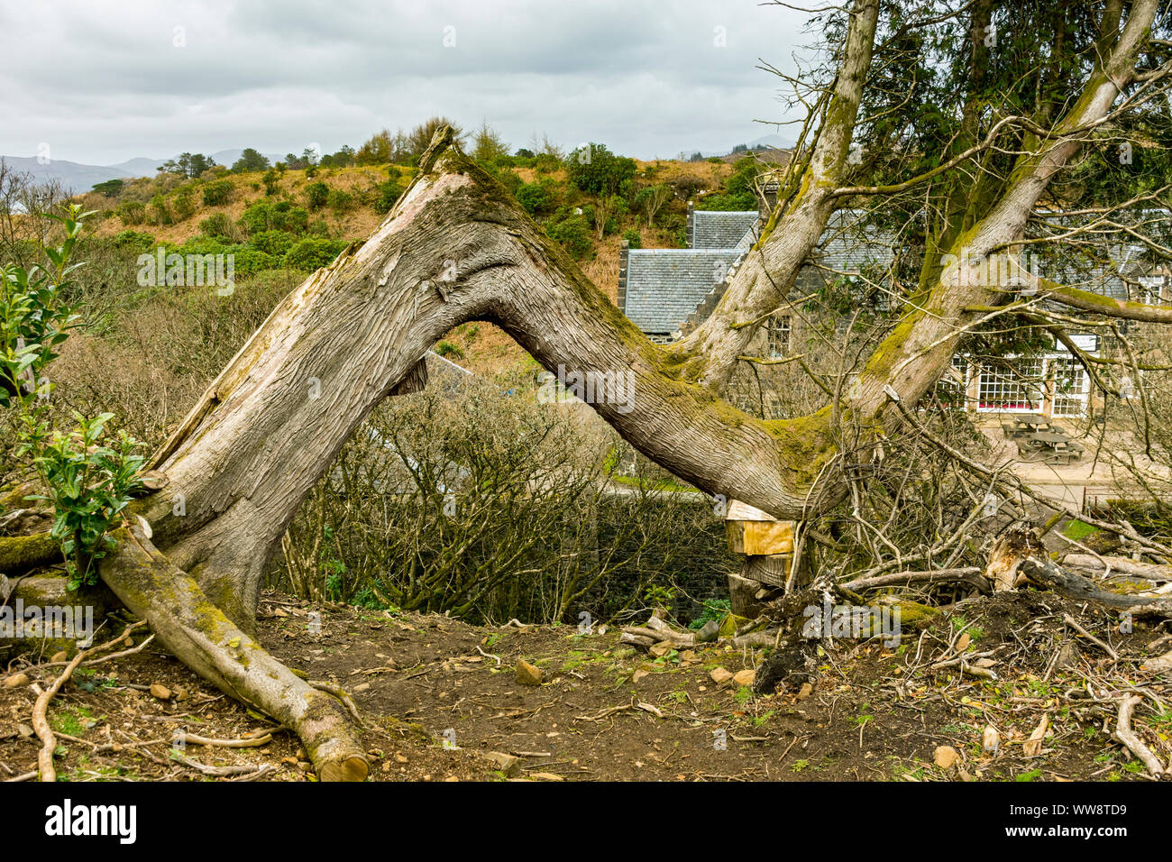 Tree with twisted trunk hi-res stock photography and images - Alamy