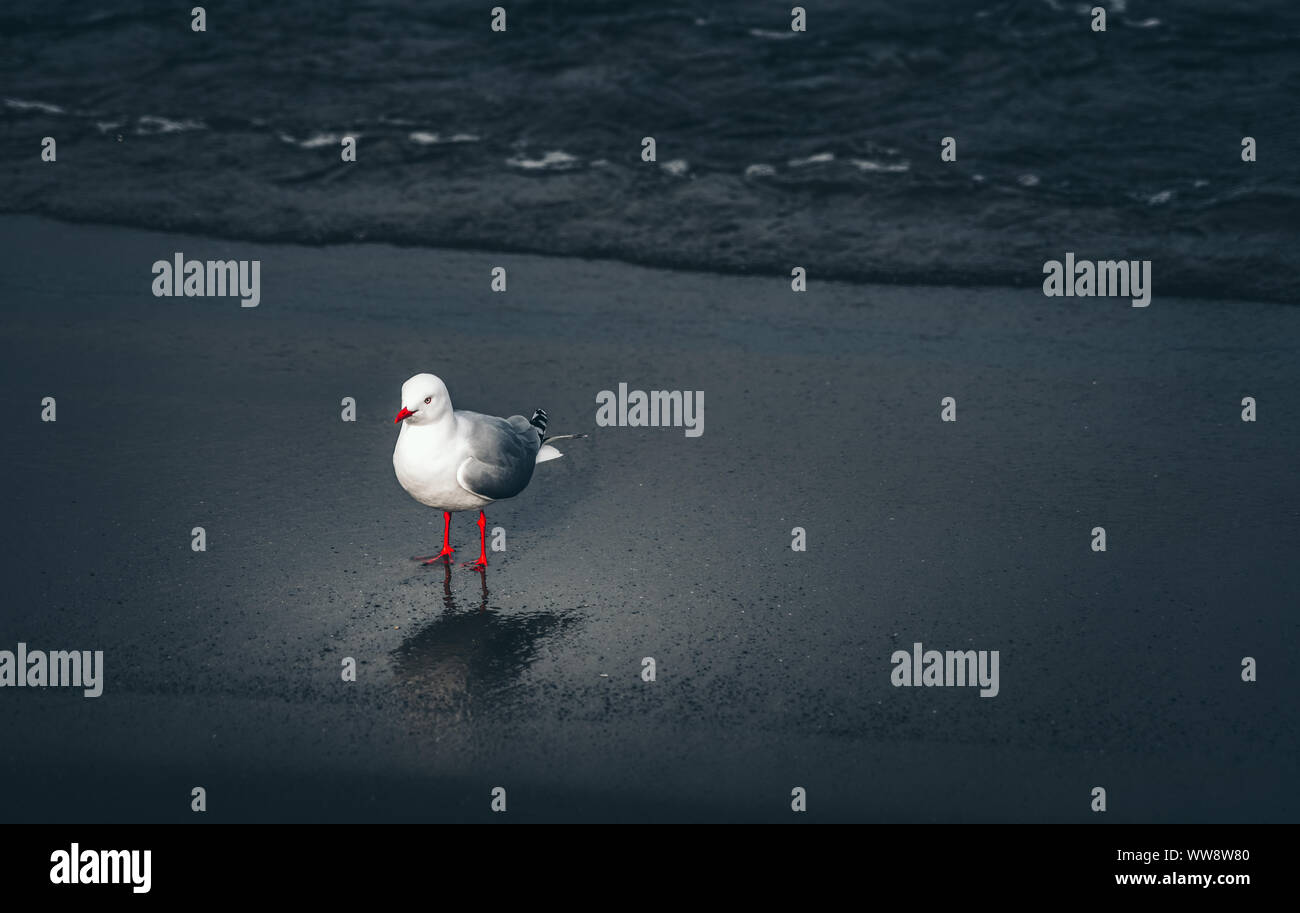bird, sea, seagull, animal, gull, feather, wildlife, nature, wild ...