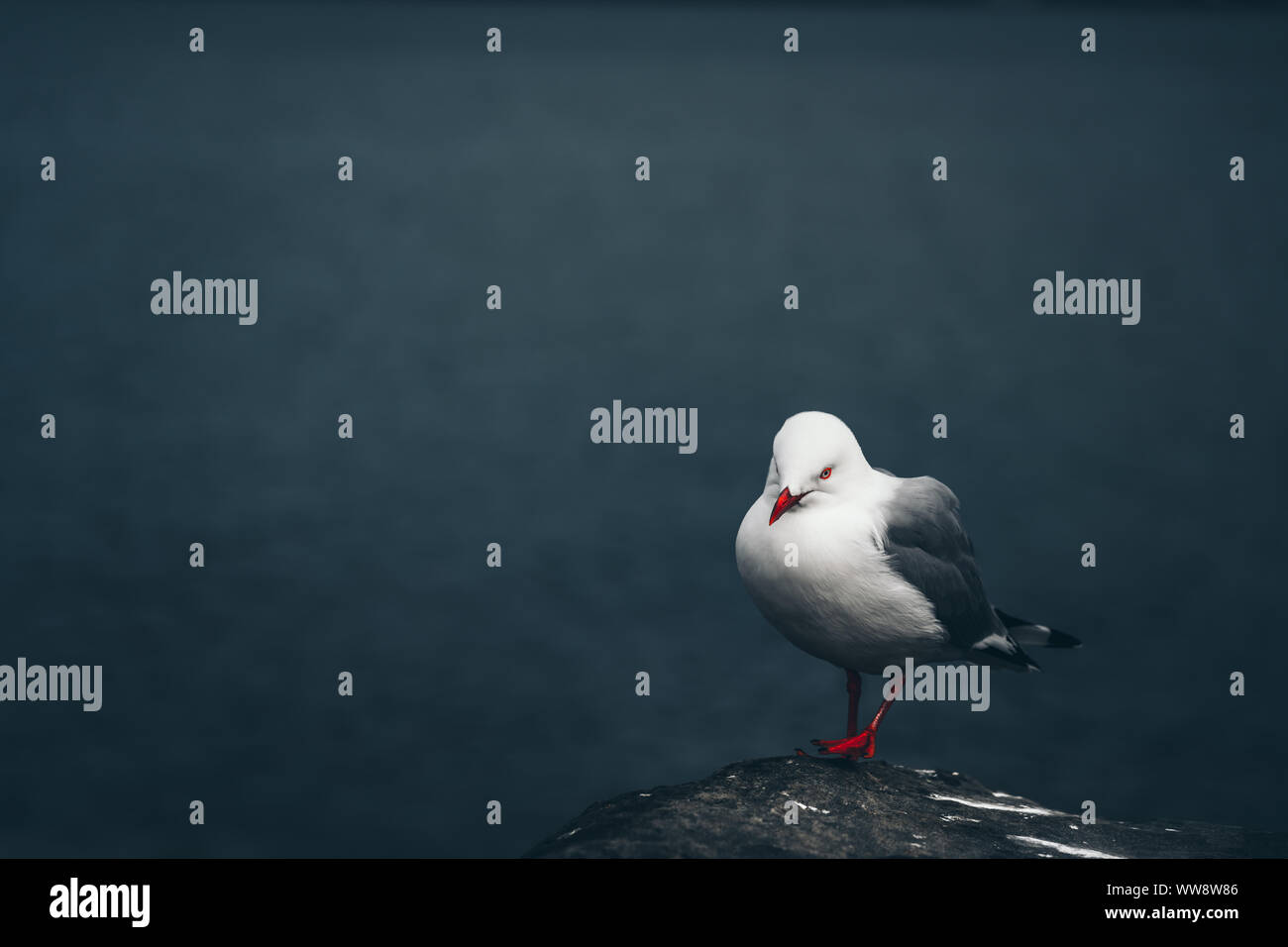 bird, sea, seagull, animal, gull, feather, wildlife, nature, wild ...