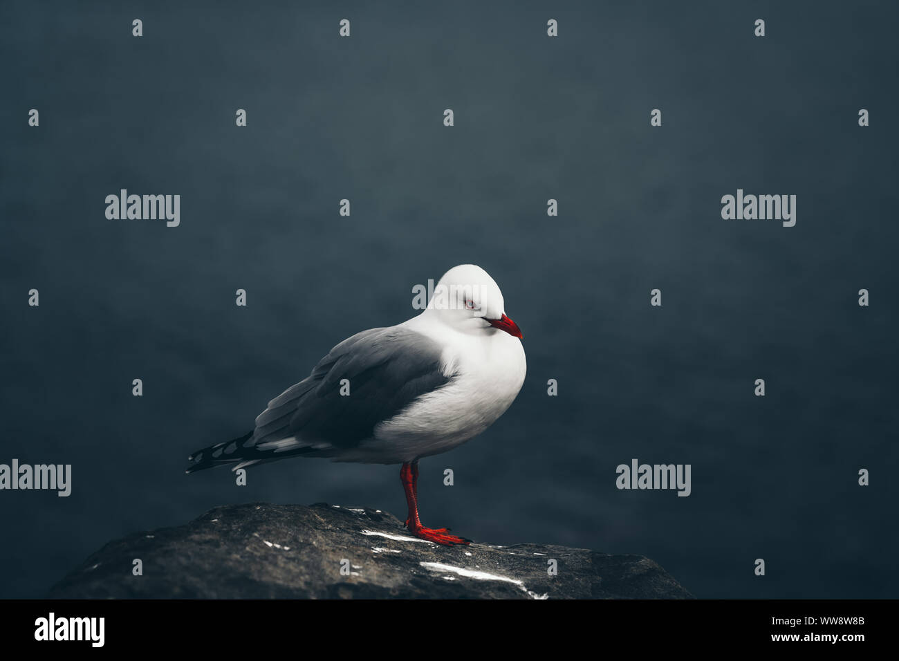 bird, sea, seagull, animal, gull, feather, wildlife, nature, wild ...