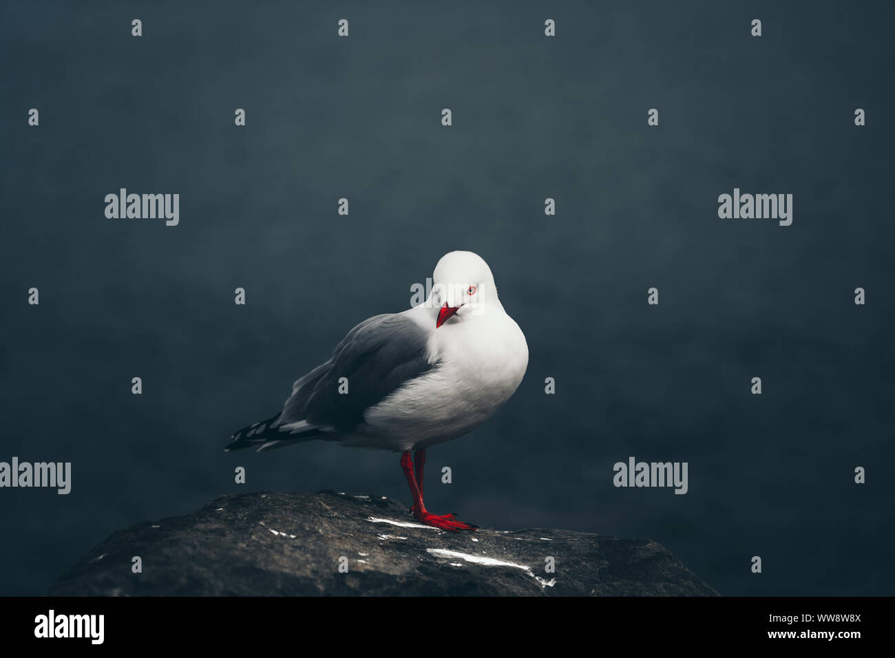 bird, sea, seagull, animal, gull, feather, wildlife, nature, wild ...