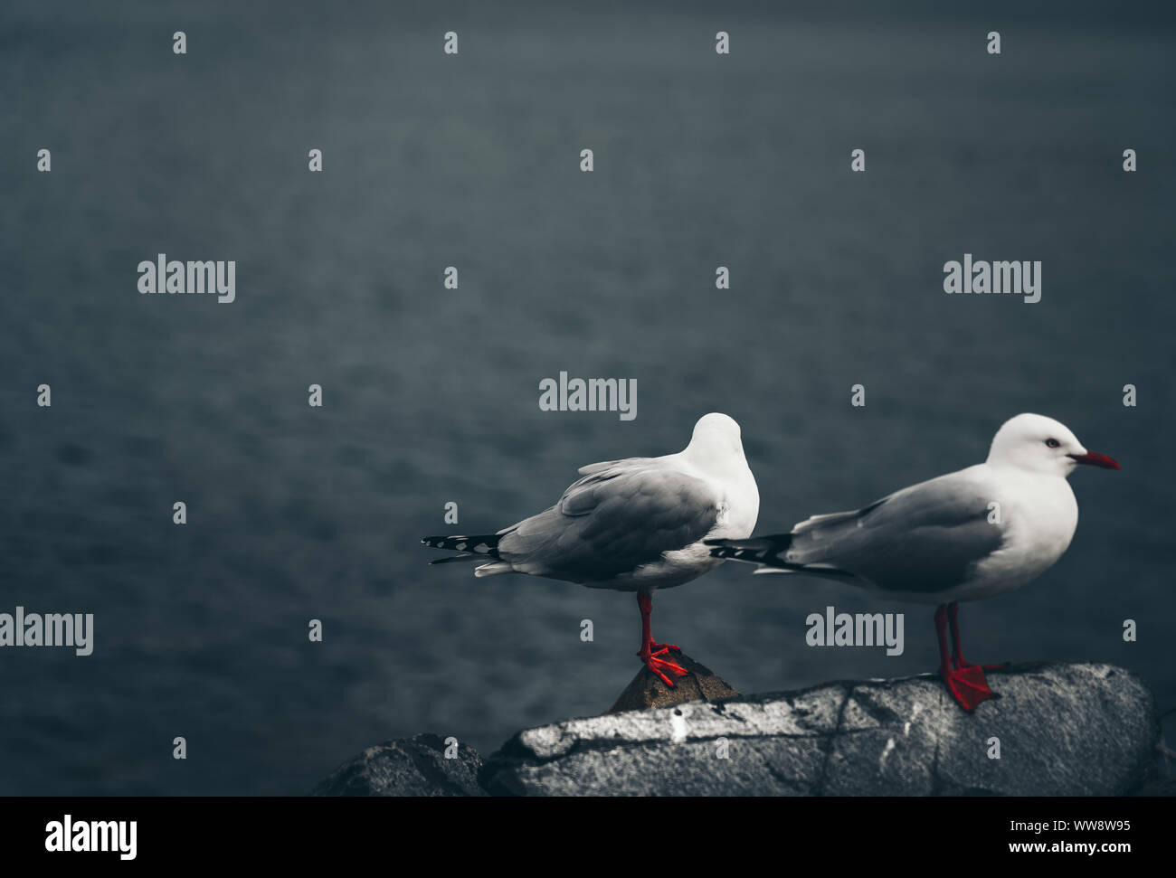 bird, sea, seagull, animal, gull, feather, wildlife, nature, wild ...