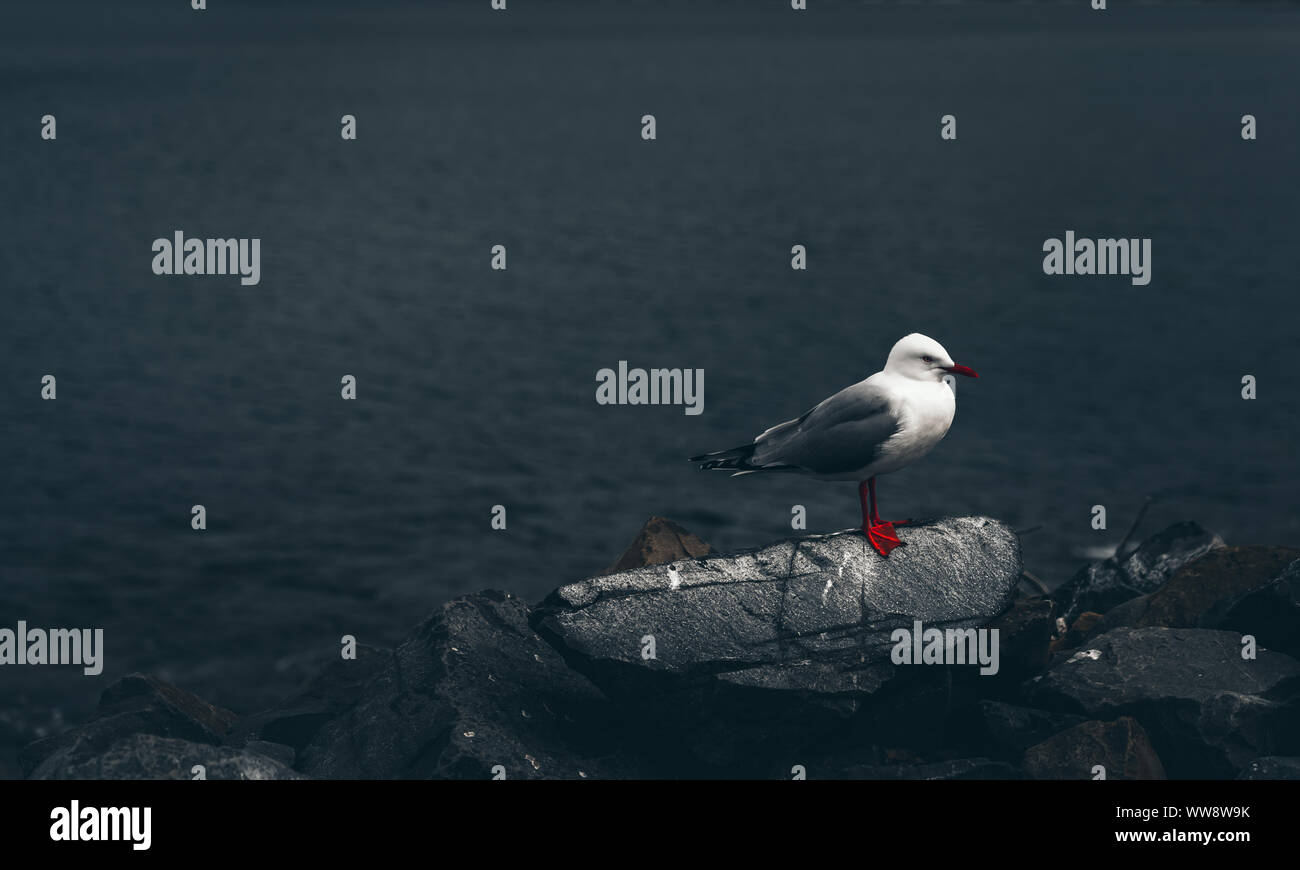 bird, sea, seagull, animal, gull, feather, wildlife, nature, wild ...