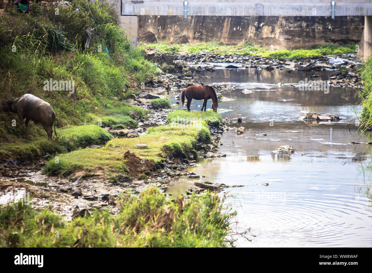 Hmong horse hi-res stock photography and images - Alamy
