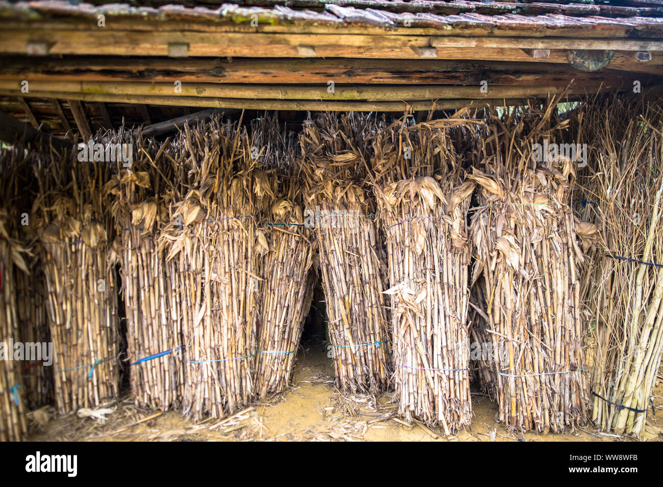 Brown dried corn hay tied into bundle as seen in rural town of Bac Ha ...
