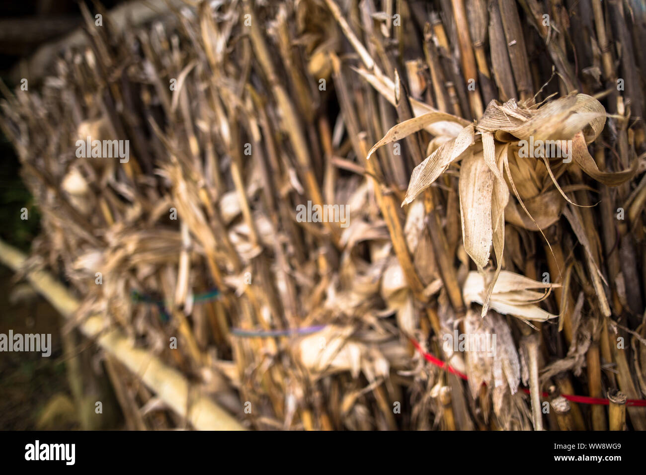 Brown dried corn hay tied into bundle as seen in rural town of Bac Ha ...