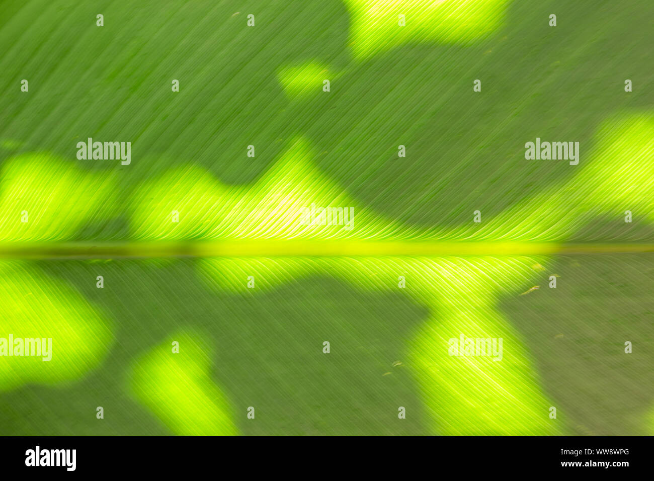 Close up of backlit leaf green background showing viens and surface ...
