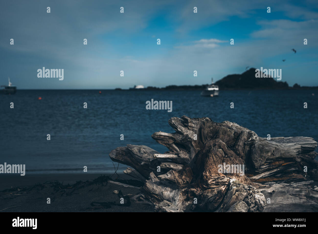 Dead wood on the beach; Dead tree on the beach Stock Photo - Alamy