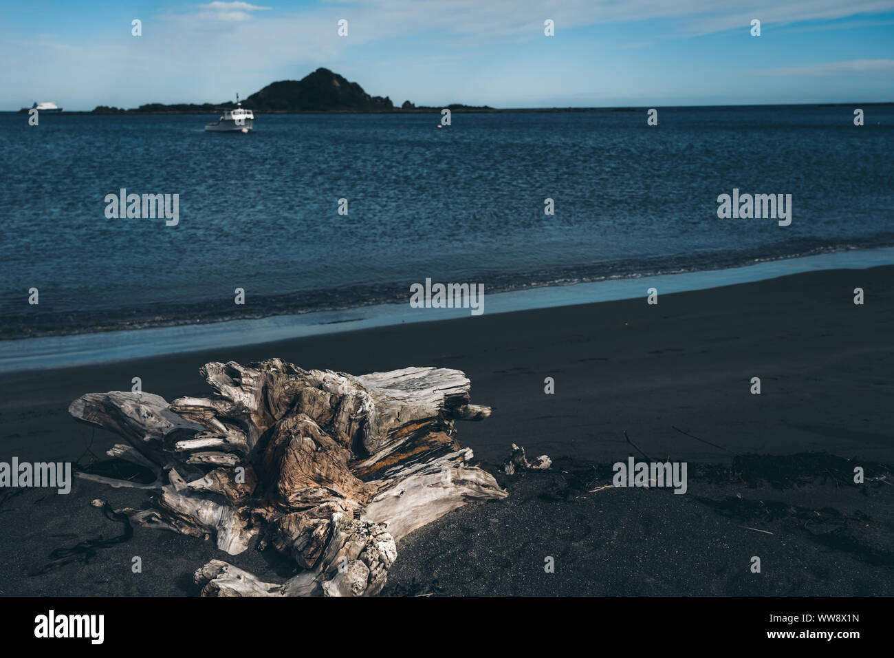 Dead wood on the beach; Dead tree on the beach Stock Photo - Alamy