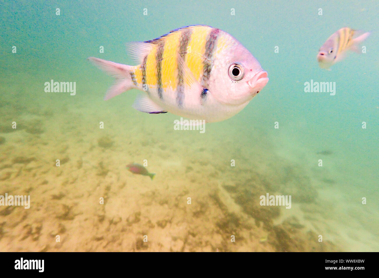 Tropical marine fish underwater as captured in Pulau Payar Langkawi ...