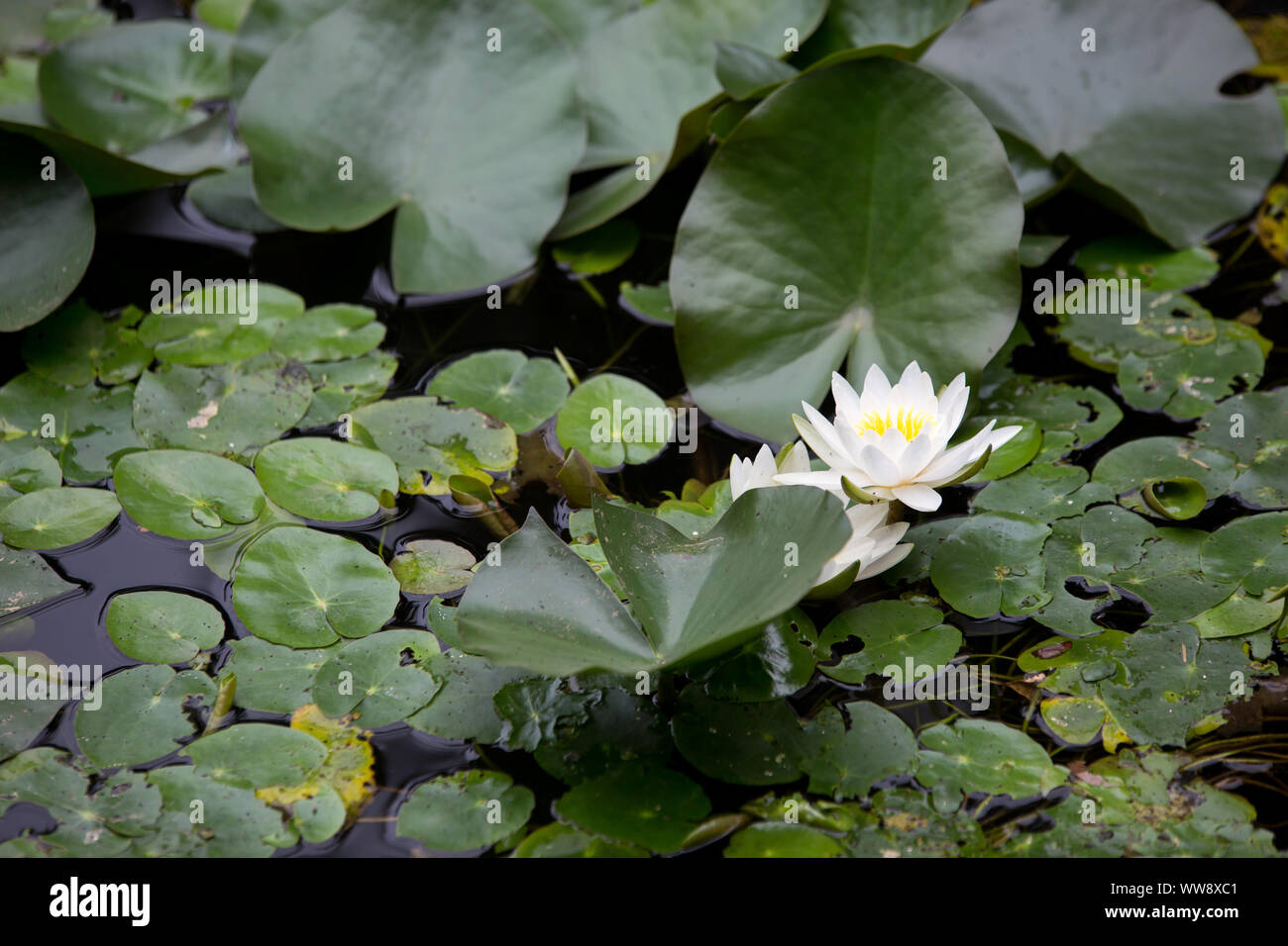 Fresh blooming lotus flower floating on outdoor calm water garden ...
