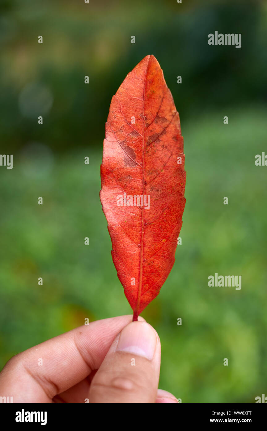 Holding the red fallen leaf in the hand Stock Photo - Alamy