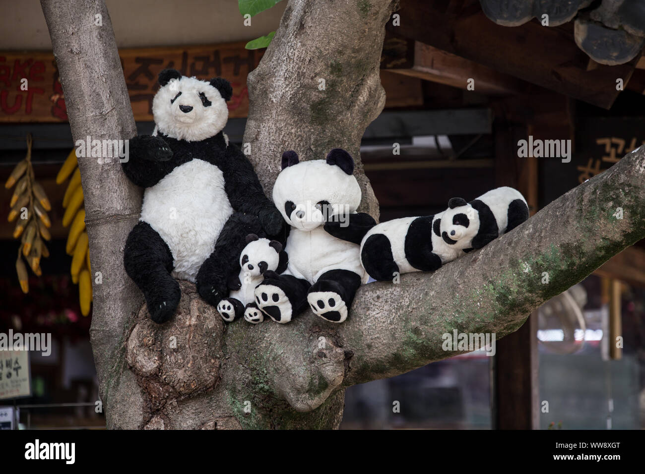 Nami island seoul hi-res stock photography and images - Alamy