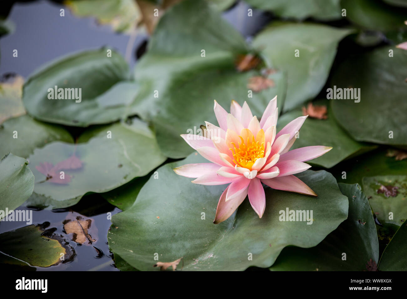 Fresh blooming lotus flower floating on outdoor calm water garden ...