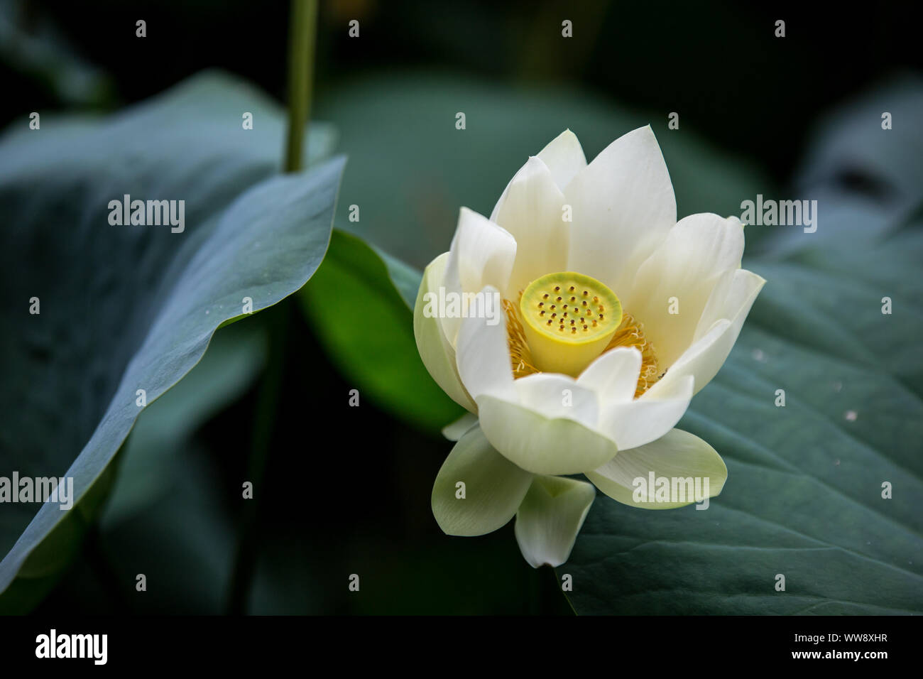 Fresh blooming lotus flower floating on outdoor calm water garden ...