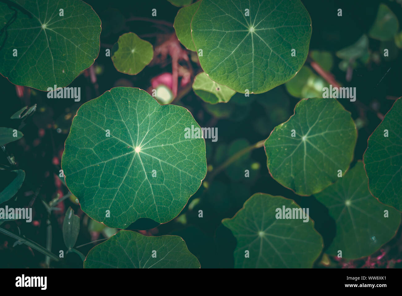 Green Leaves Pattern; Natural Background Stock Photo - Alamy