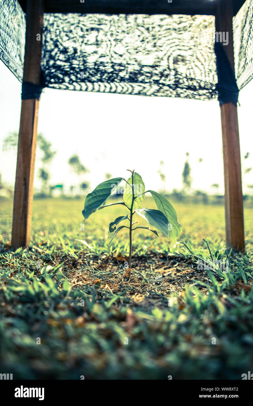 Small growing gardening farm fruit plant tree crop with frame for ...