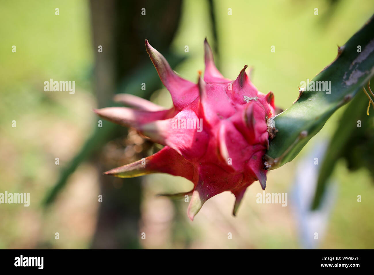 Dragon fruit growing on plant hi-res stock photography and images - Alamy