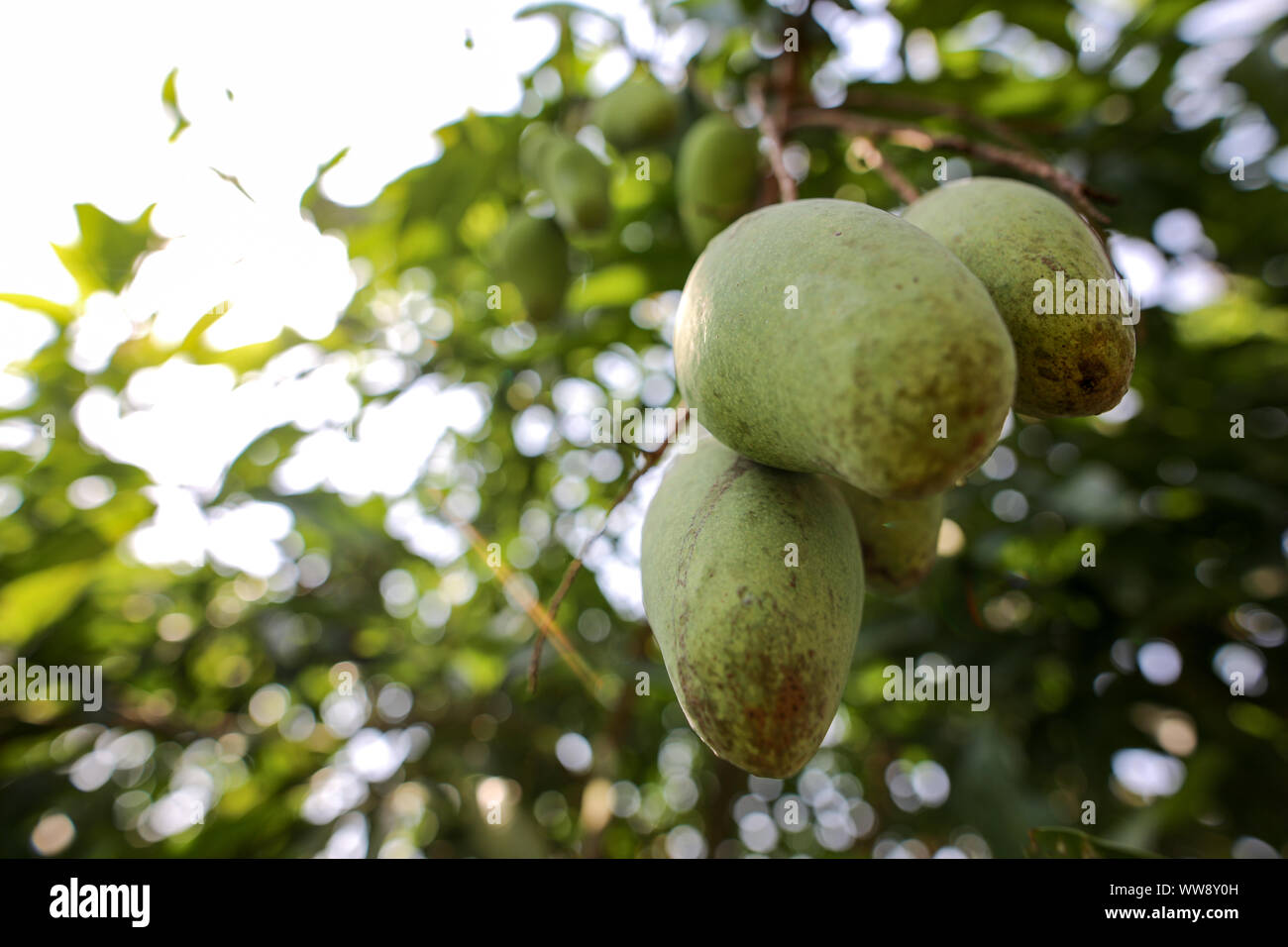 Picking mango hi-res stock photography and images - Alamy