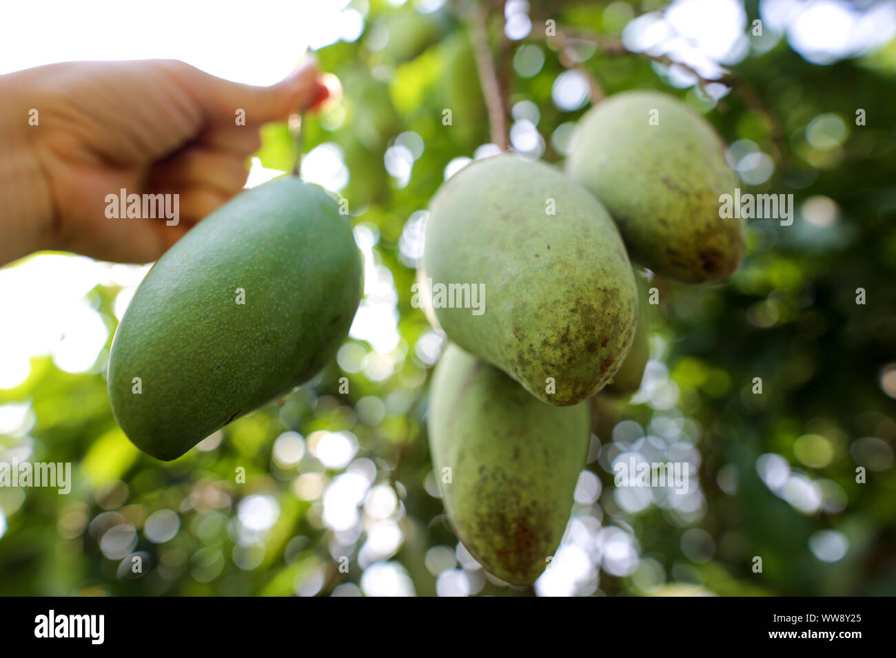 Hand picking mango hi-res stock photography and images - Alamy